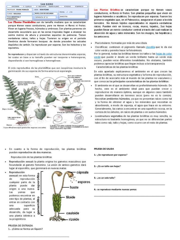 Briofitas y Pteridofitas: Características y Reproducción | PDF ...