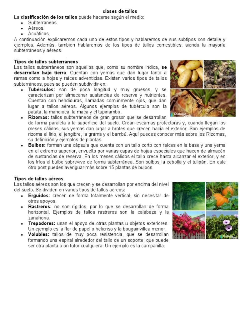 Tipos de tallos y sus características: una guía completa de las ...