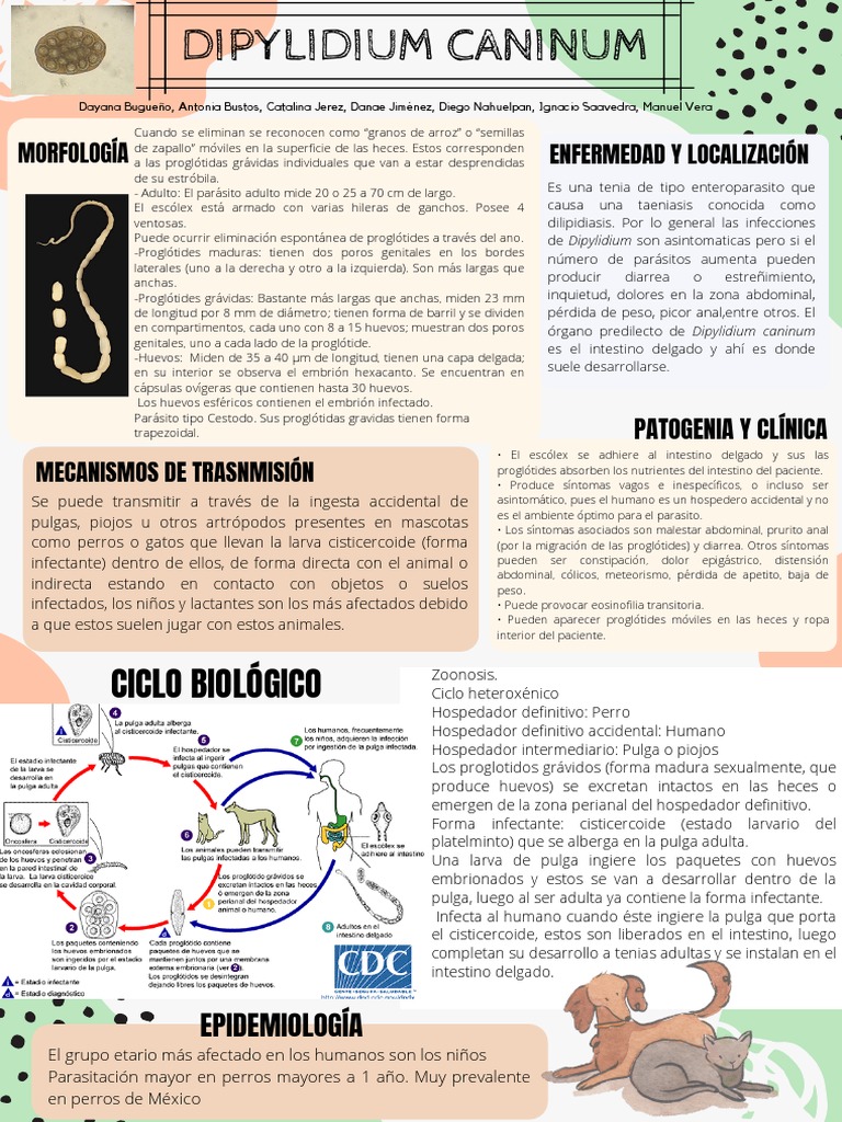 Un análisis detallado de Dipylidium caninum, la tenia canina que puede ...