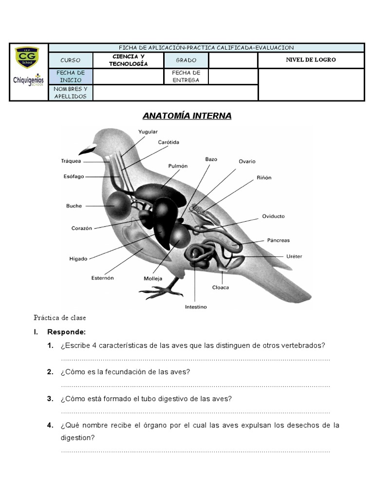 Clasificacion de Las Aves para Cuarto de Primaria | PDF | Aves | Zoología