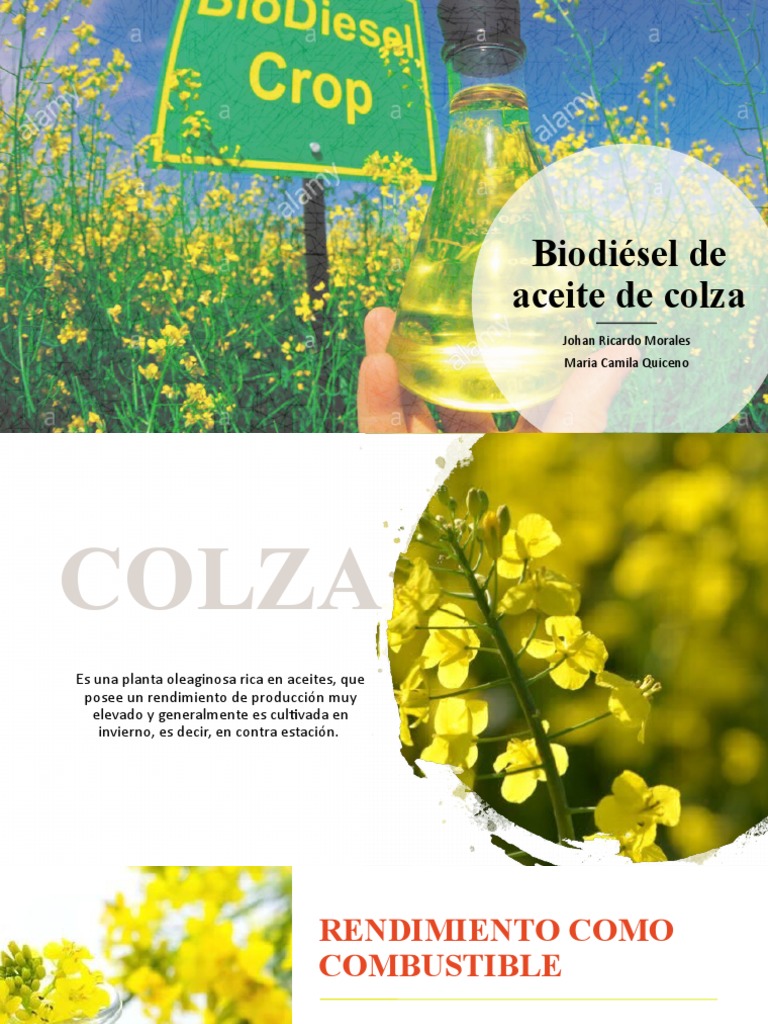Biodiesel de Aceite de Colza | PDF | Biodiésel | Petróleo