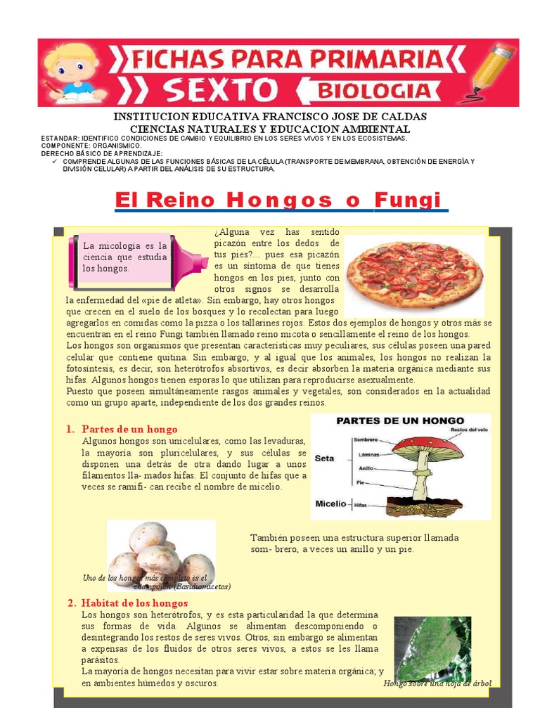 El Reino Fungi para Sexto | PDF | Hongo | Naturaleza