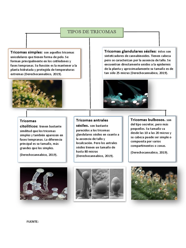 Tipos y funciones de los tricomas | PDF