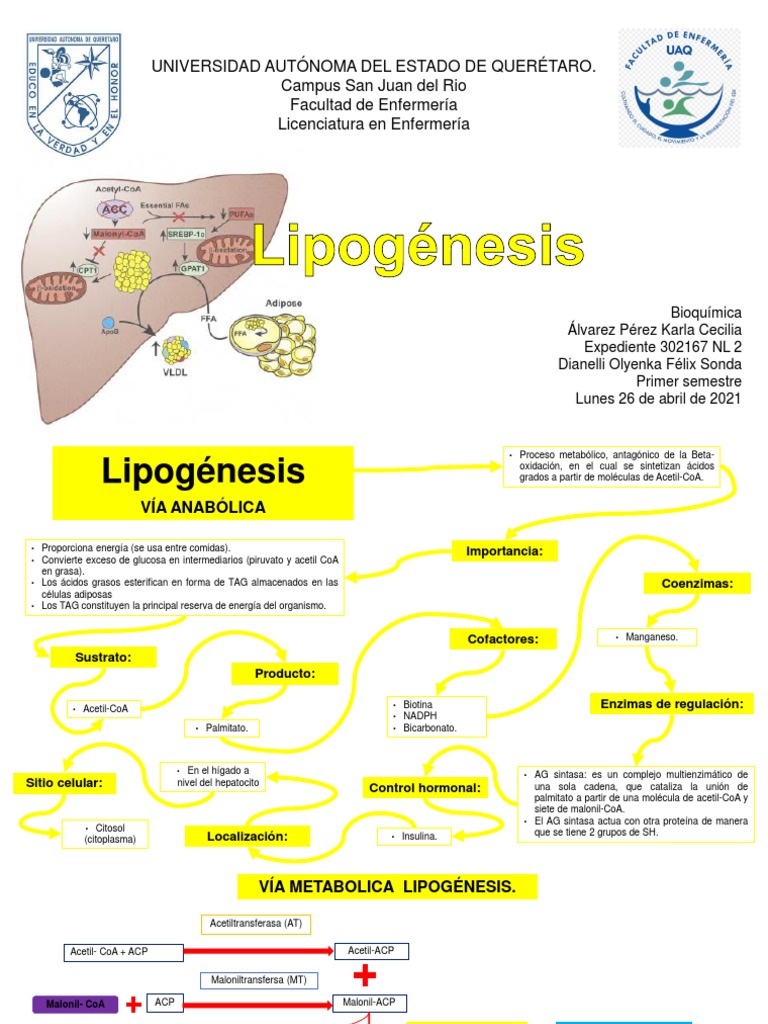 Proceso de Lipogénesis y Su Regulación | PDF | Bilis | Nicotinamida ...