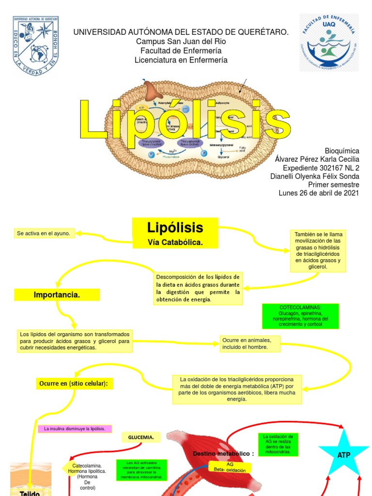 LIPOLISIS | PDF | Metabolismo | Triglicéridos
