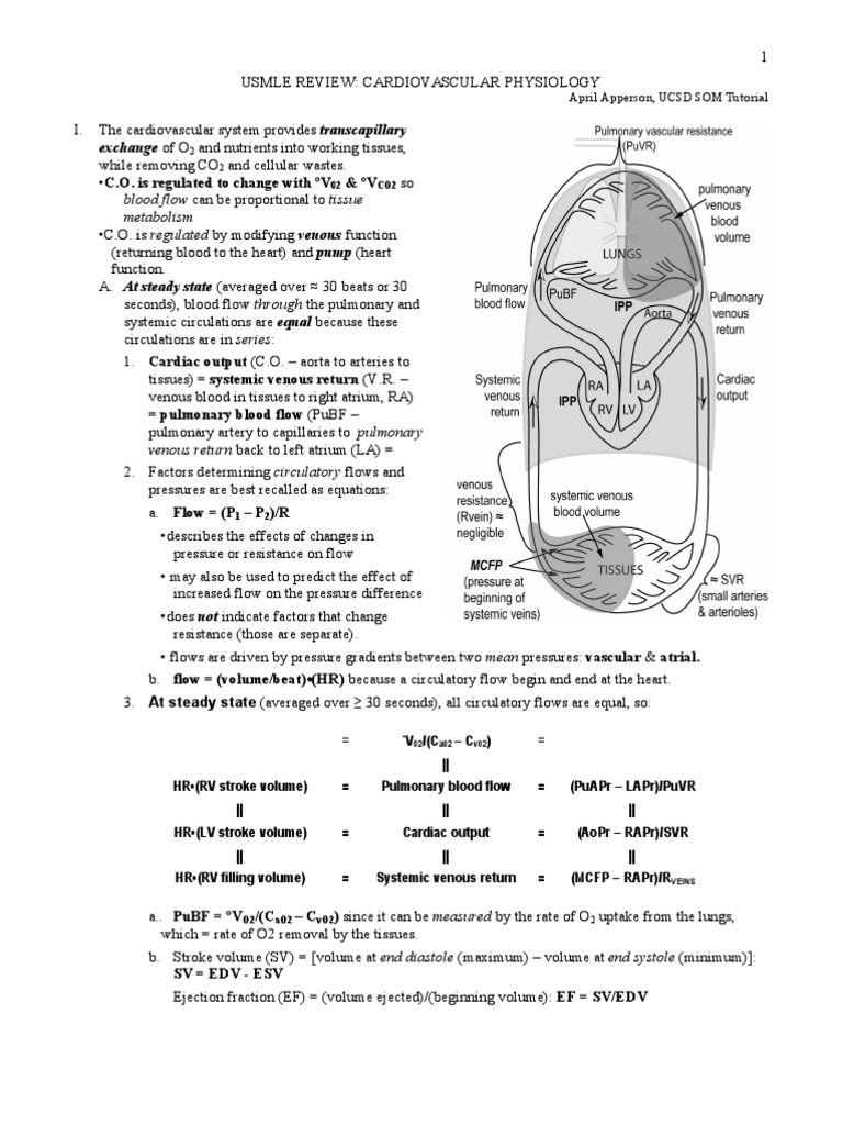 Cardiac Physiology Notes | PDF | Heart | Circulatory System