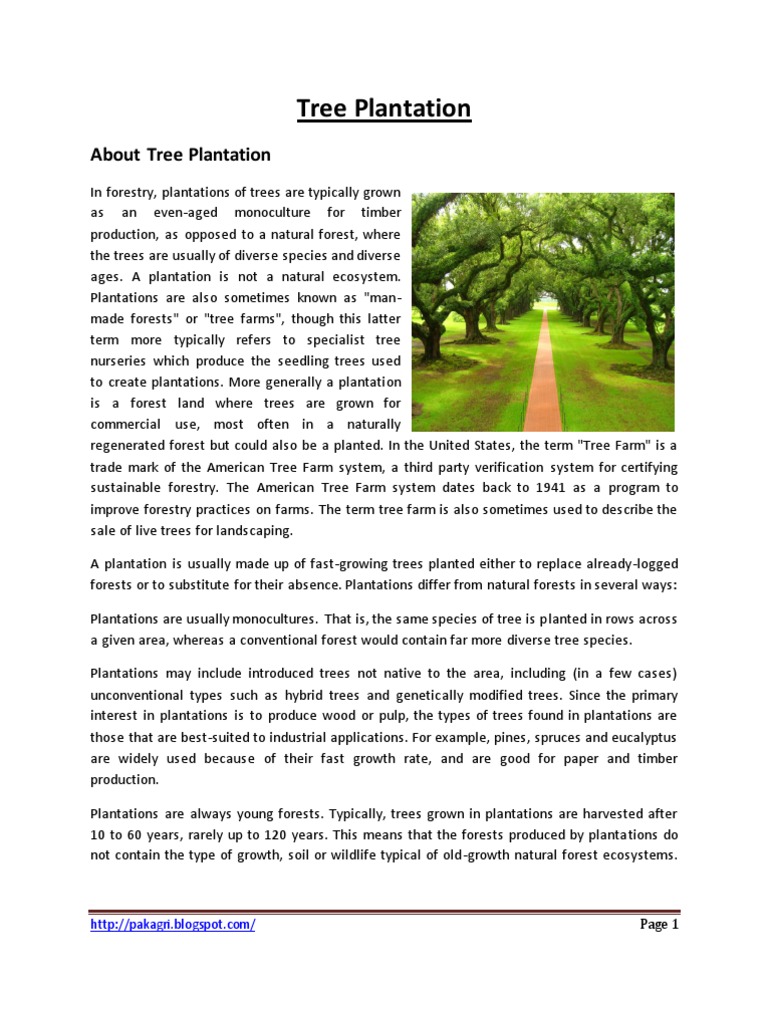 Overview of Tree Plantation Practices | PDF | Plantation | Forests