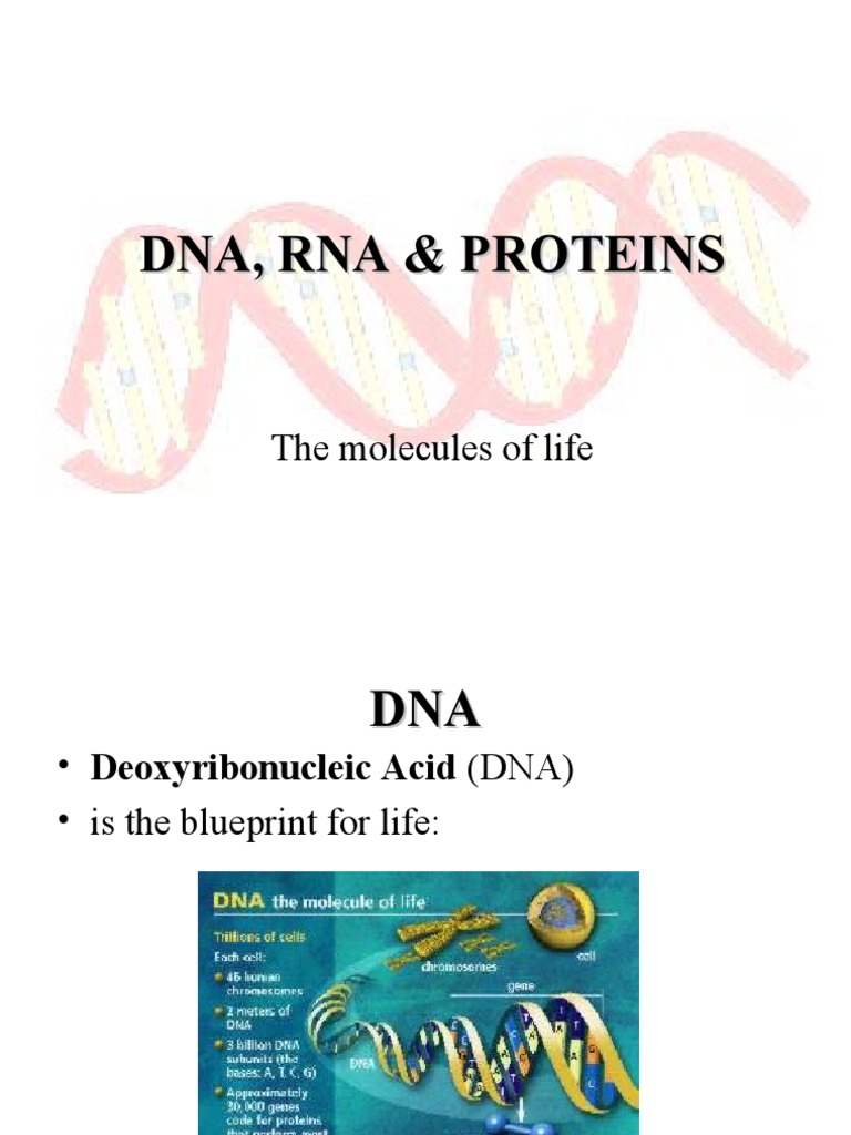 Chapter 11 DNA Strucuture and Replication RNA and Protien Synthesis ...