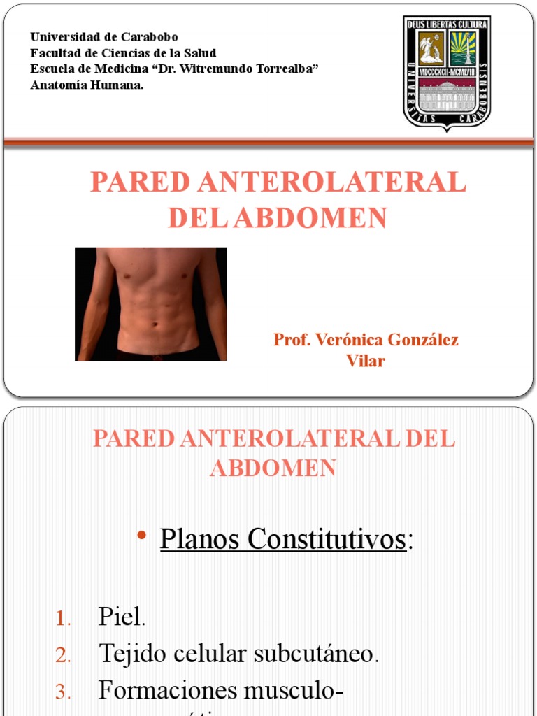 2 Pared Anterolateral Del Abdomen | PDF | Abdomen | Morfología (biología)