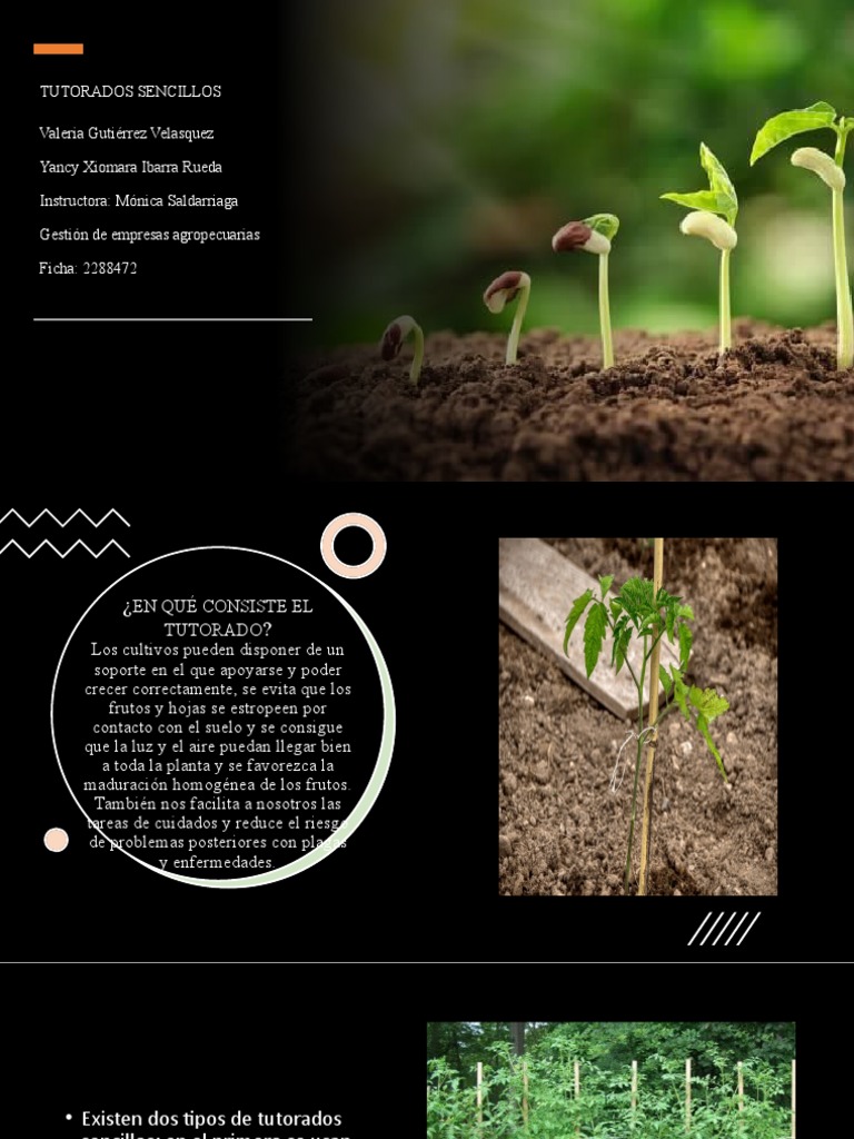 Tutorados Sencillos | PDF | Arboles | Madera