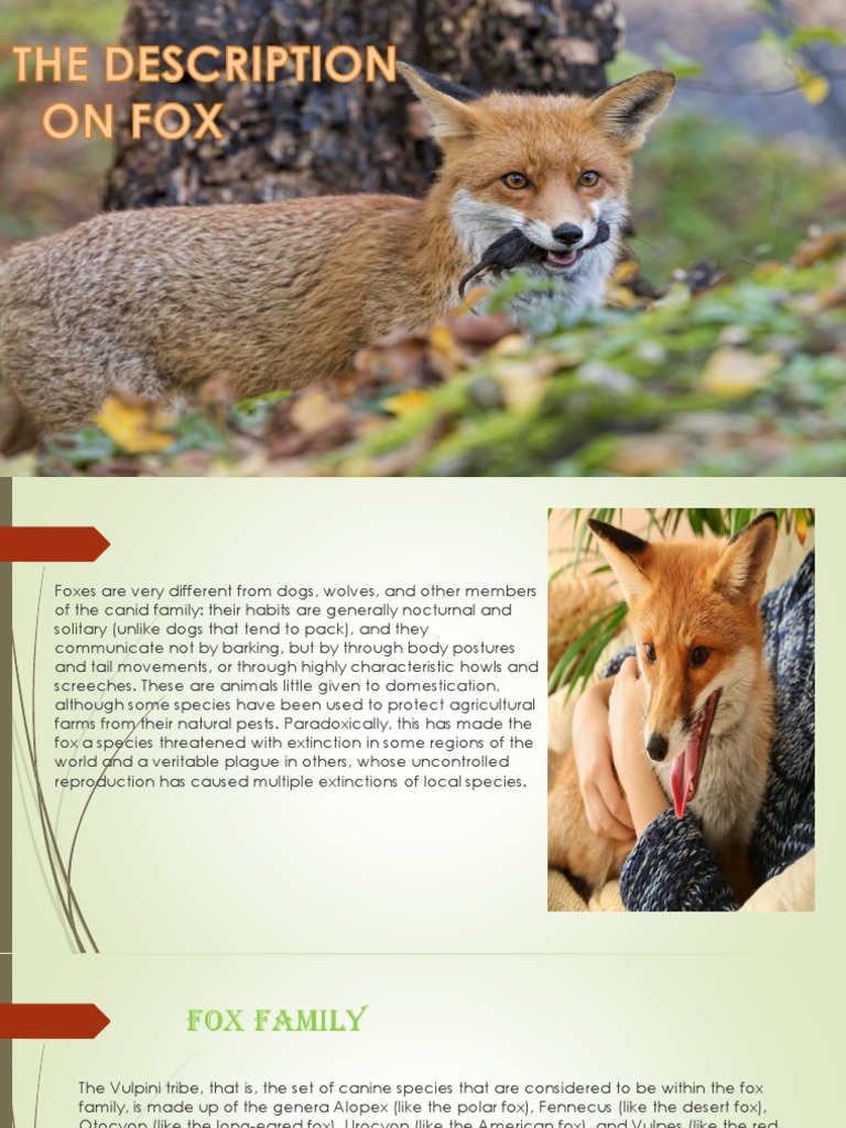 Description On The Fox Palacios Luis | Download Free PDF | Fox | Dogs