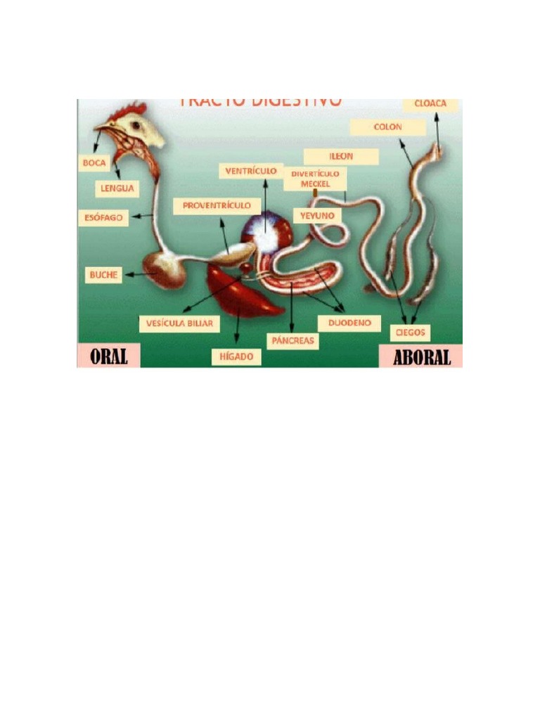 aparato digestivo gallina | PDF