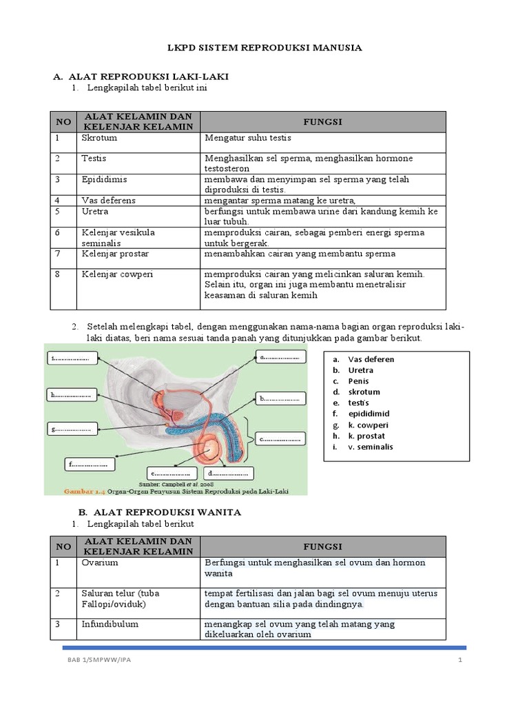 LKPD Sistem Reproduksi Manusia | PDF