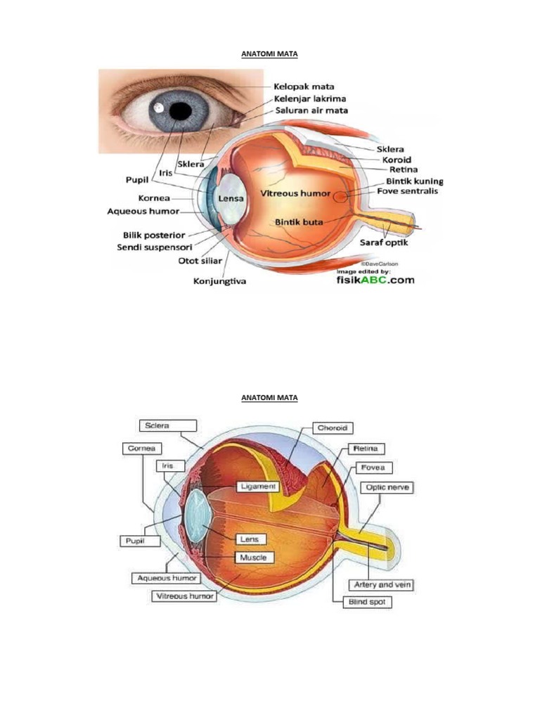 ANATOMI MATA | PDF