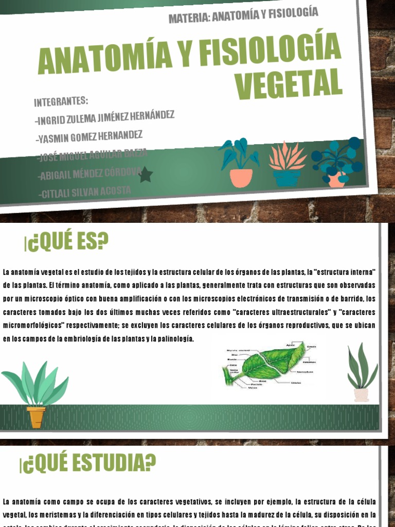 Anatomía y Fisiología Vegetal | PDF | Plantas | Biología