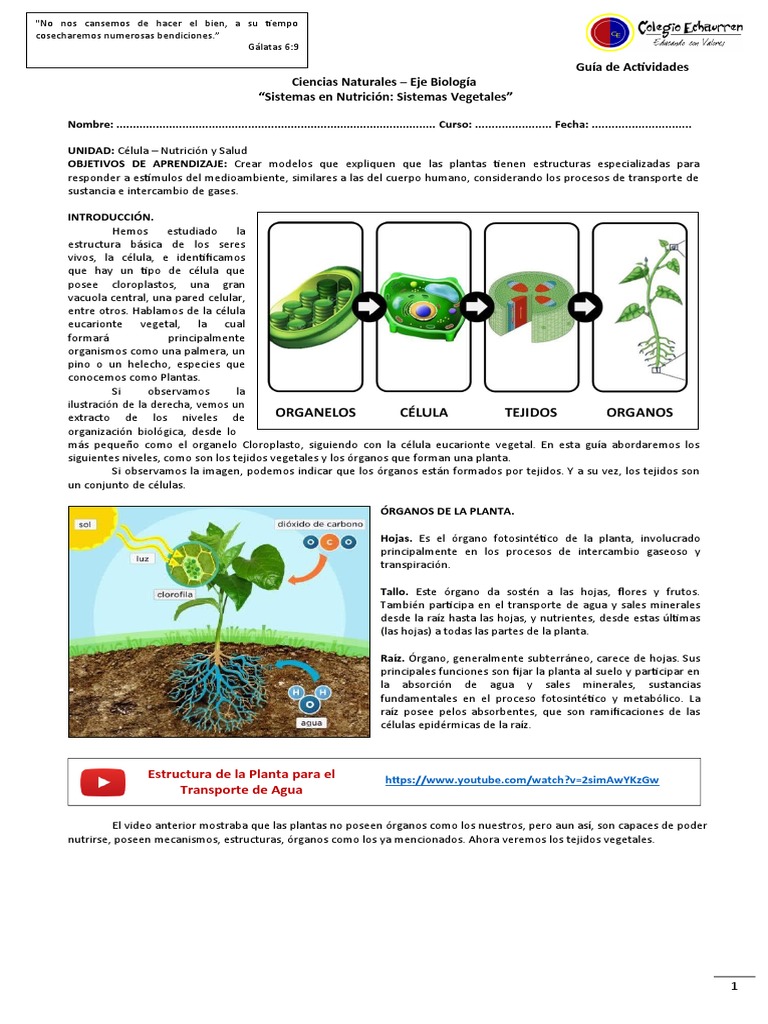 Guía-Sistemas-Vegetales-Ciencias-Naturales27j | PDF | Raíz | Plantas