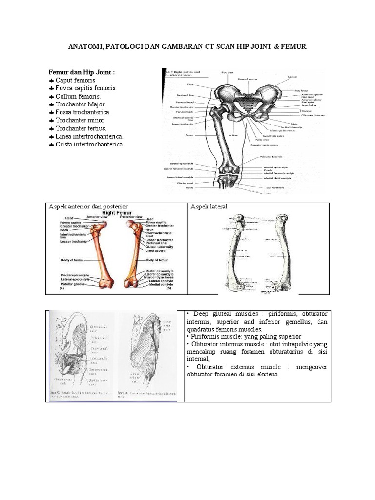 2 Anatomi-Patologi Dan Gbran Potongan CT Scan Femur - Hip Joint | PDF