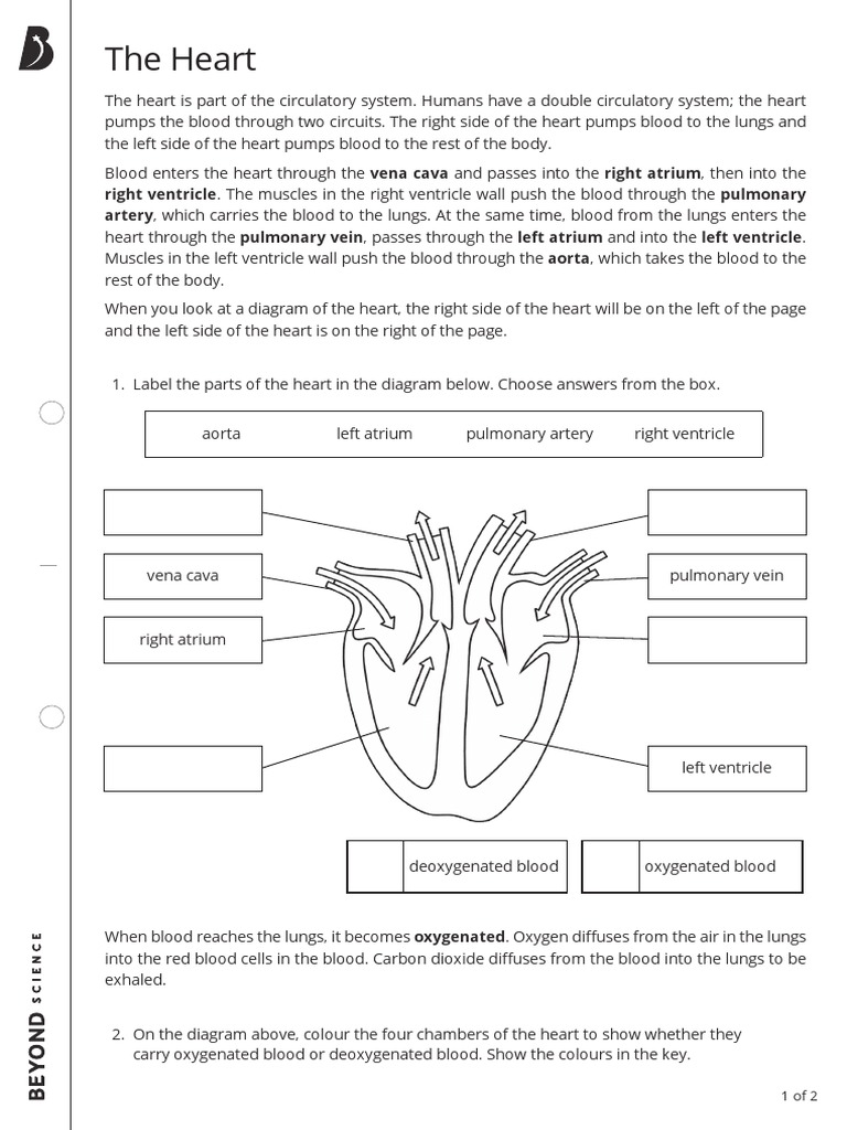 The Heart LA Worksheet | PDF | Heart | Blood