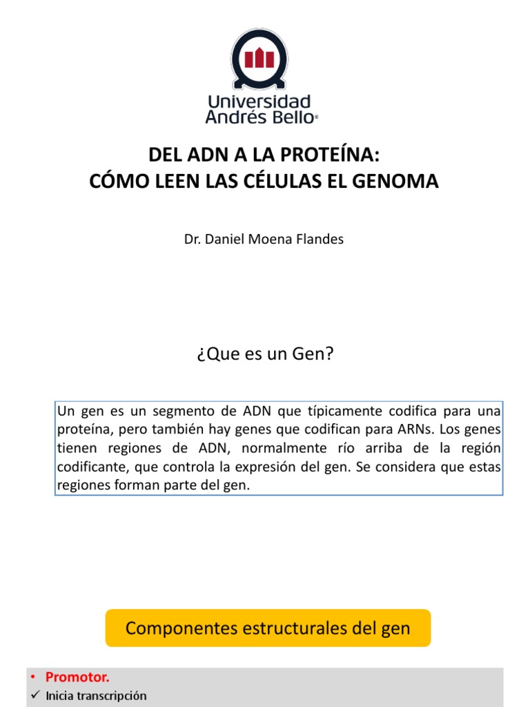 Clase 5 Del ADN A Las Proteinas | PDF | Codigo genetico | La ...