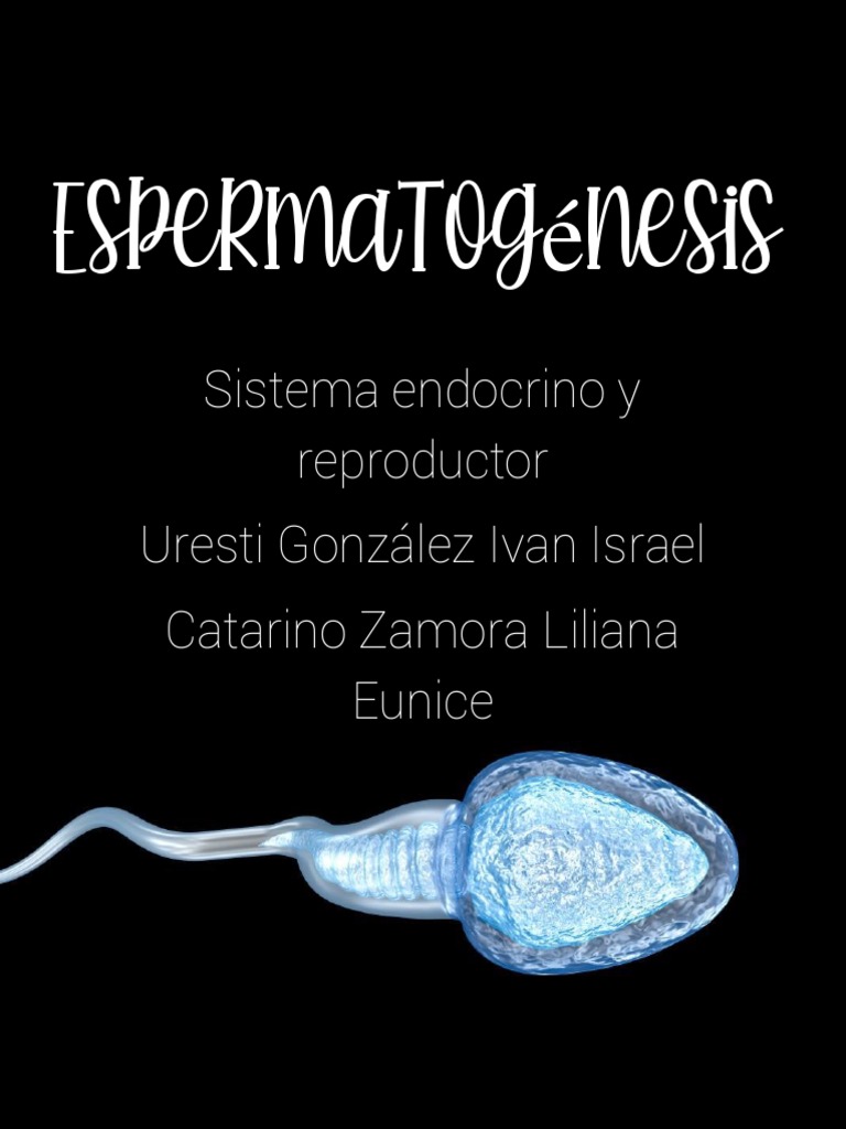 Proceso de Espermatogénesis Detallado | PDF | Sistema endocrino ...