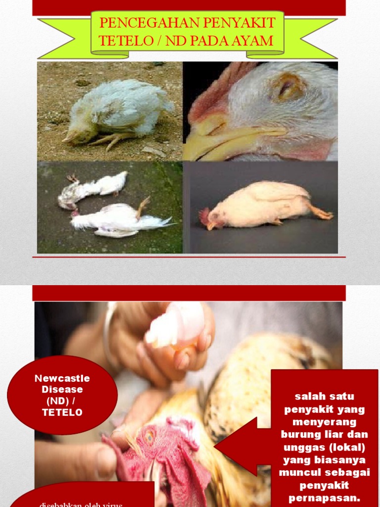 Pencegahan Penyakit Tetelo - ND Pada Ayam | PDF