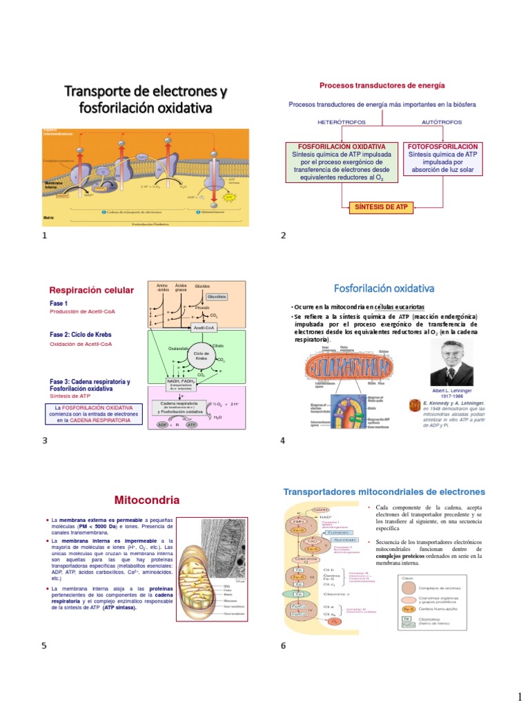 Transporte Electrónico y Fosforilación Oxidativa | PDF | Trifosfato de adenosina | Cadena de ...