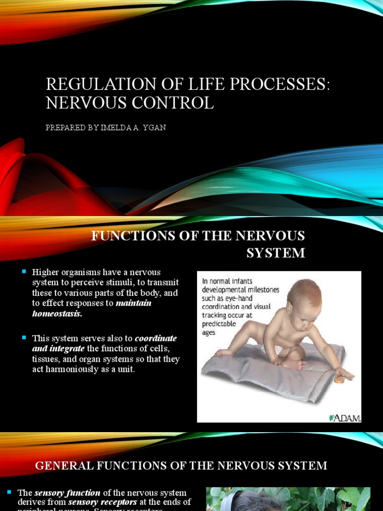 Lesson 4 Regulation of Life Processes | PDF | Nervous System | Central ...