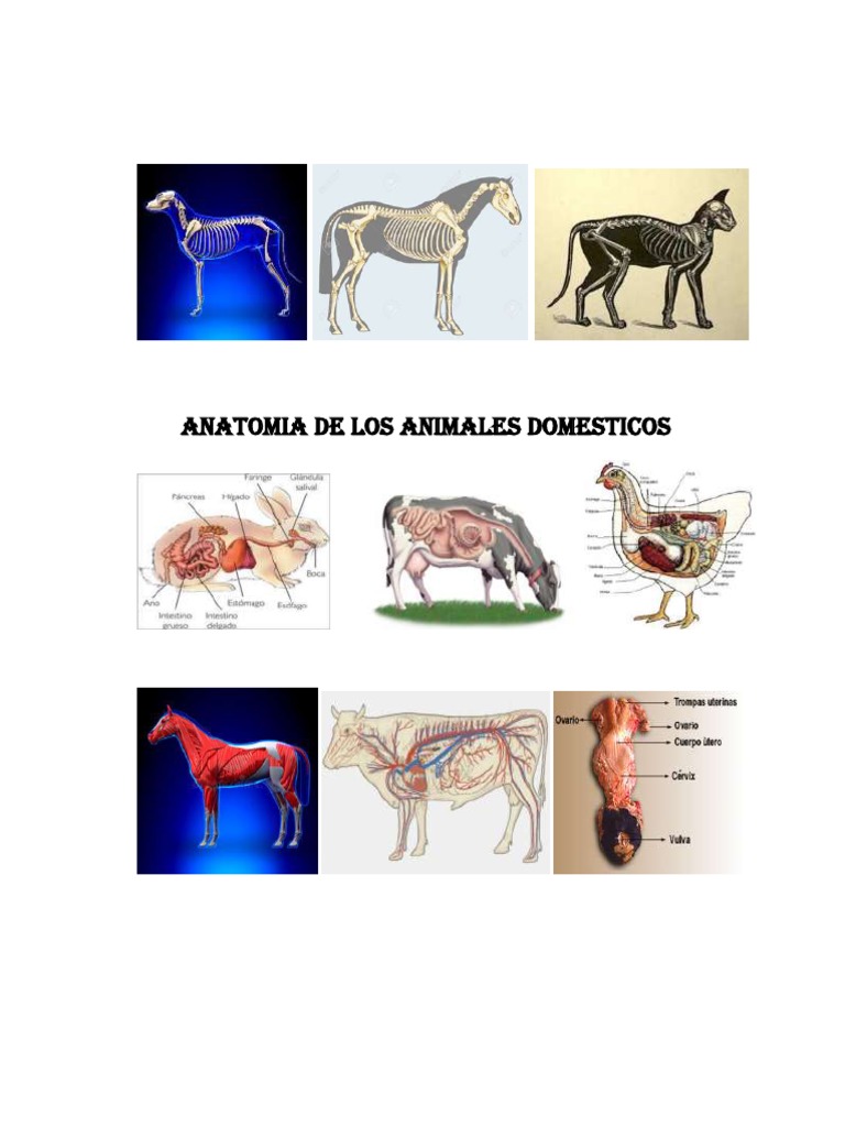 Anatomia de Los Animales Domesticos | PDF | Testículo | Tracto ...