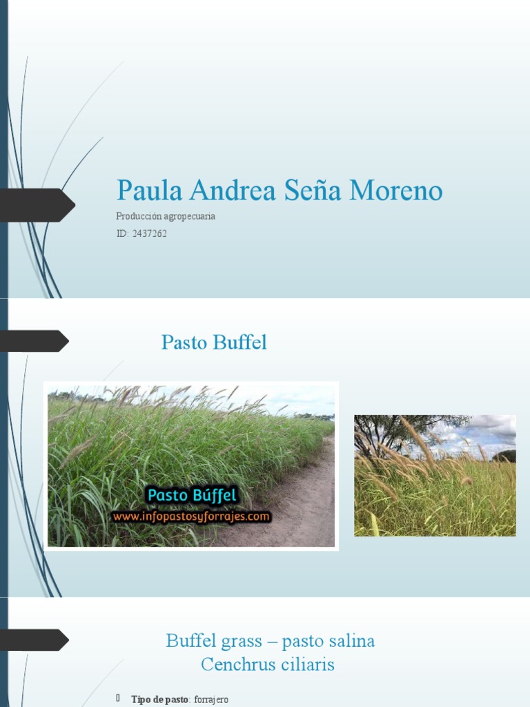 Pasto Buffel Pecuaria 3 | PDF | Pasto | Agricultura