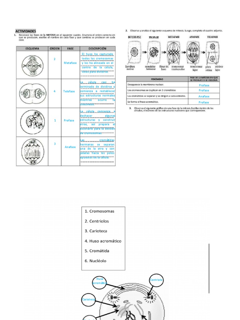 Hoja de Trabajo Mitosis (Biología) | PDF