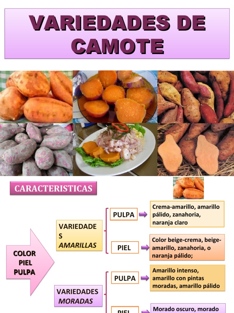 Camote Variedades Var | PDF | Batata | Hoja