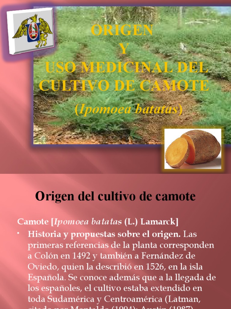 Historia Del Camote | PDF | Batata | Cáncer