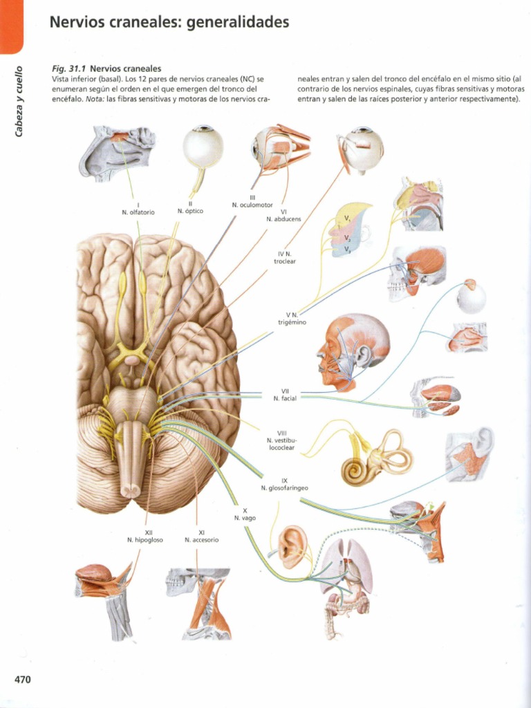 Prometheus-Atlas de Anatomía, 1a Ed., 2008 | PDF Prometheus-Atlas de Anatomía, 1a Ed., 2008 | PDF