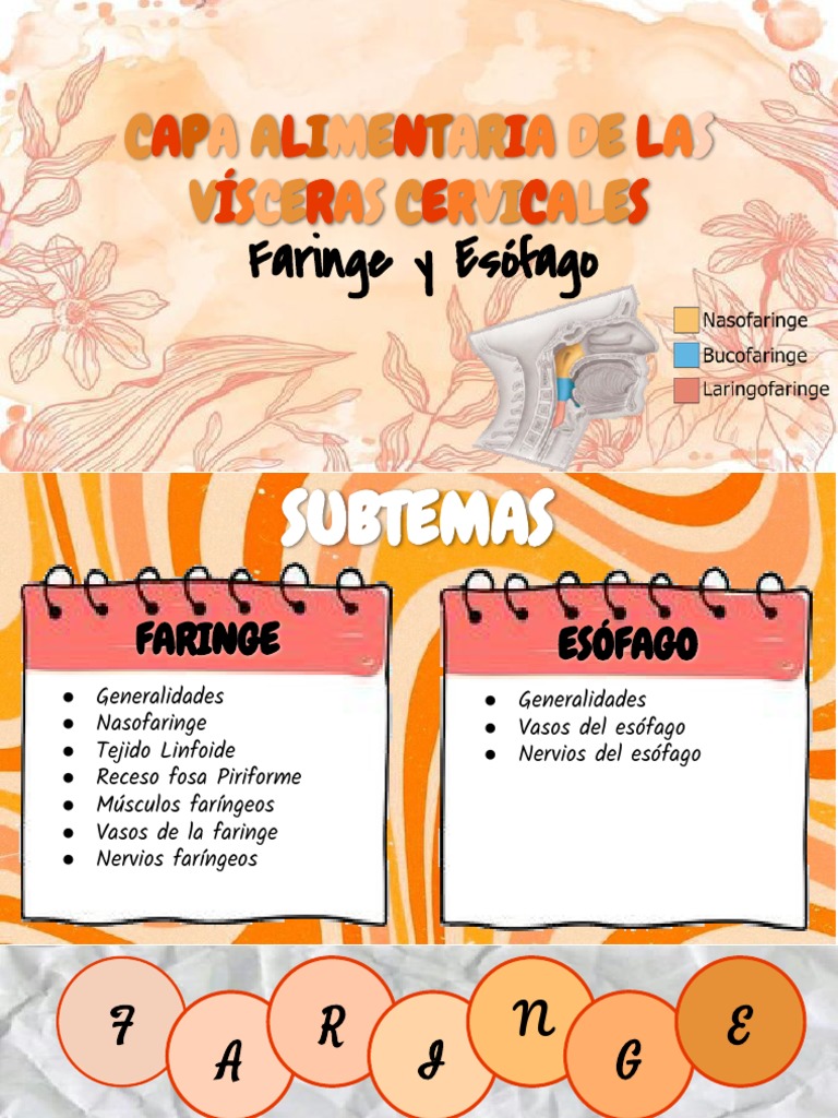 Capa Alimentaria de Las Vísceras Cervicales - Faringe y Esófago | PDF ...