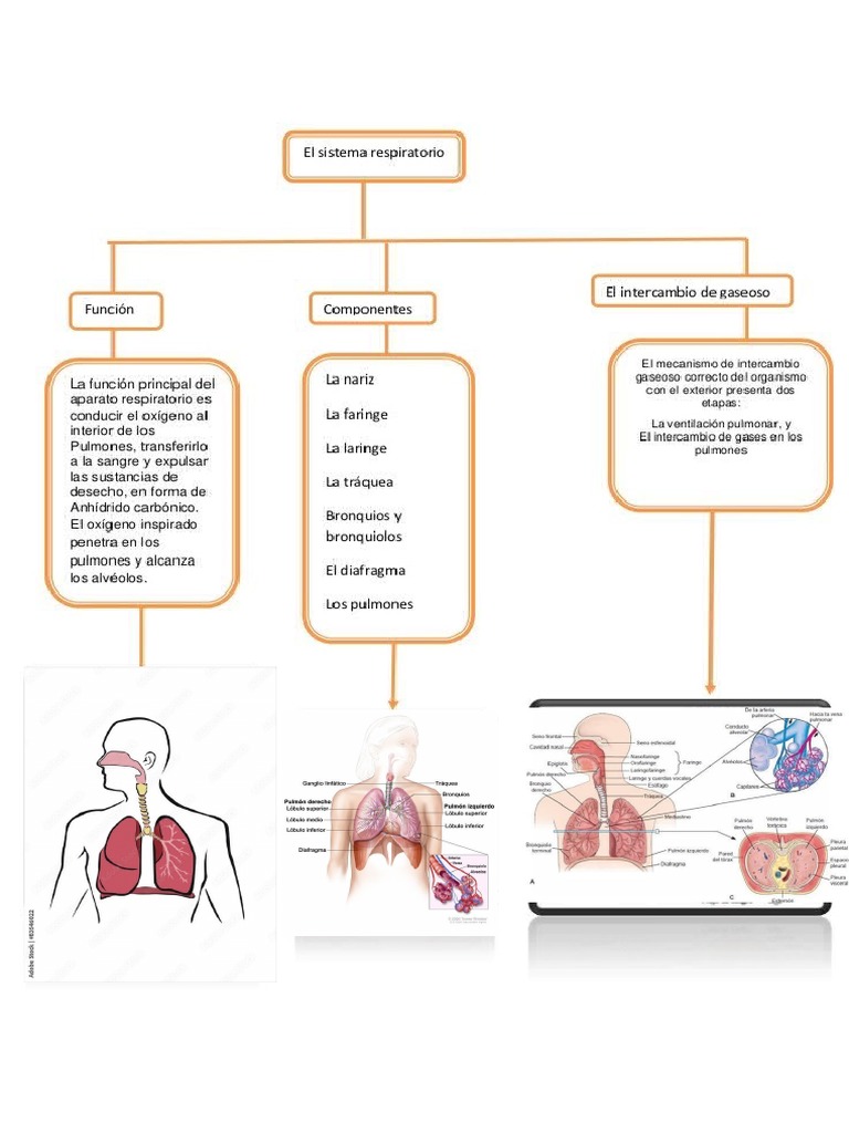 Sistema Respiratorio Mapa Conceptual | PDF