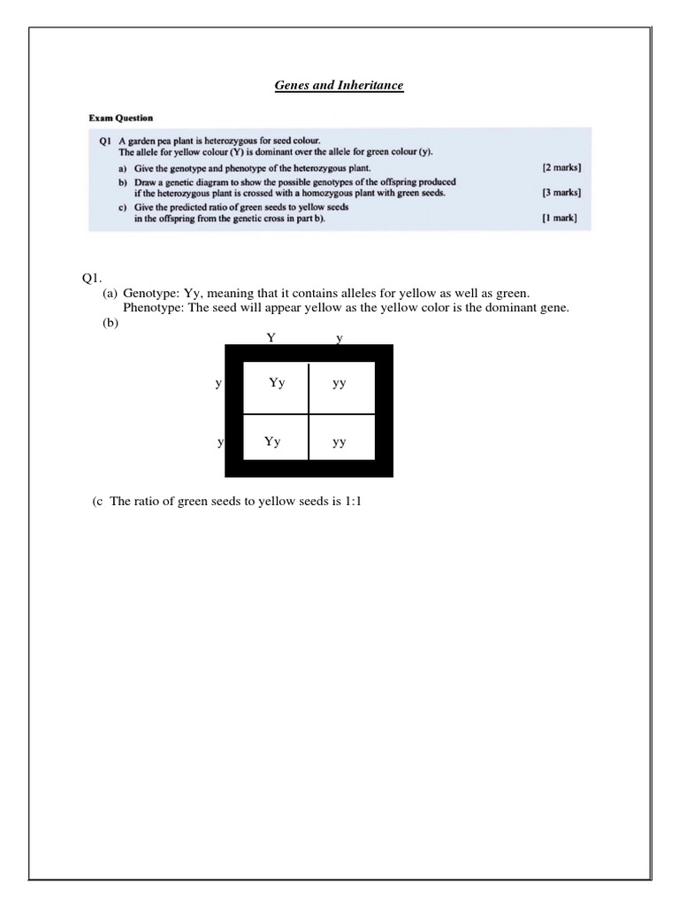 Genes and Inheritance Revision Questions | PDF | Genetic Disorder ...