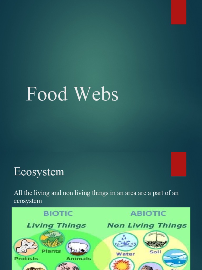 Understanding Ecosystems Through Food Webs: Producers, Consumers ...