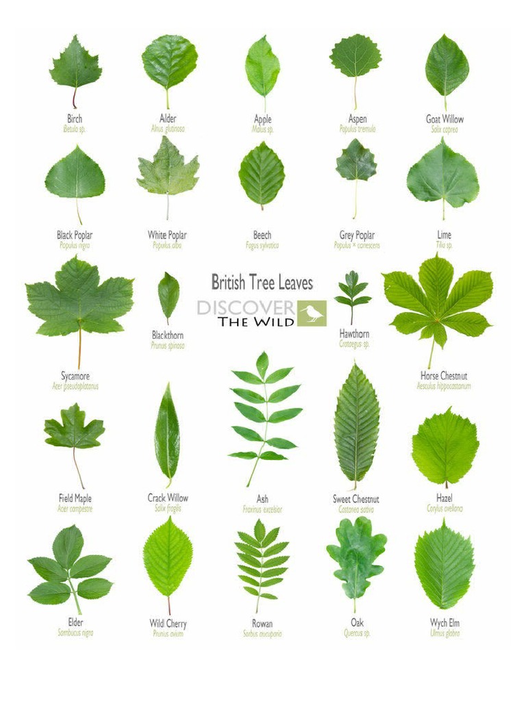 UK Tree Leaf ID | PDF