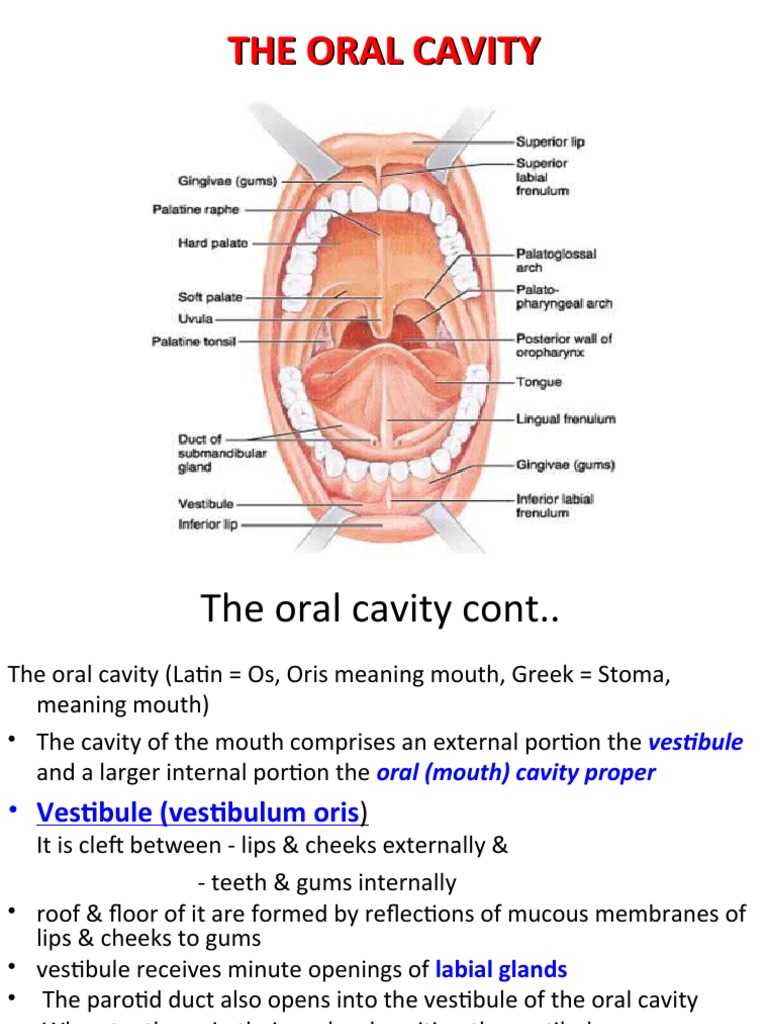 THE ORAL CAVITY | PDF | Anatomy | Mouth