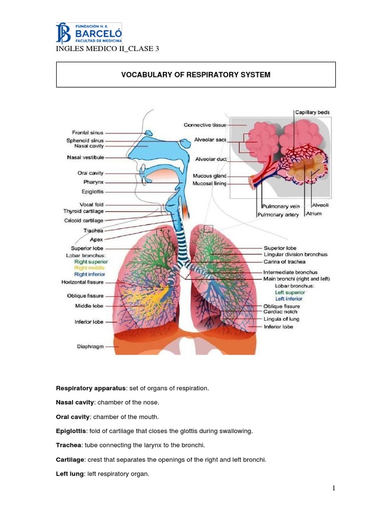 Ingles Medico Ii - Clase 3: Vocabulary of Respiratory System | PDF ...