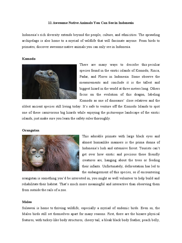 11 Awesome Native Animals You Can See in Indonesia | PDF | Social ...