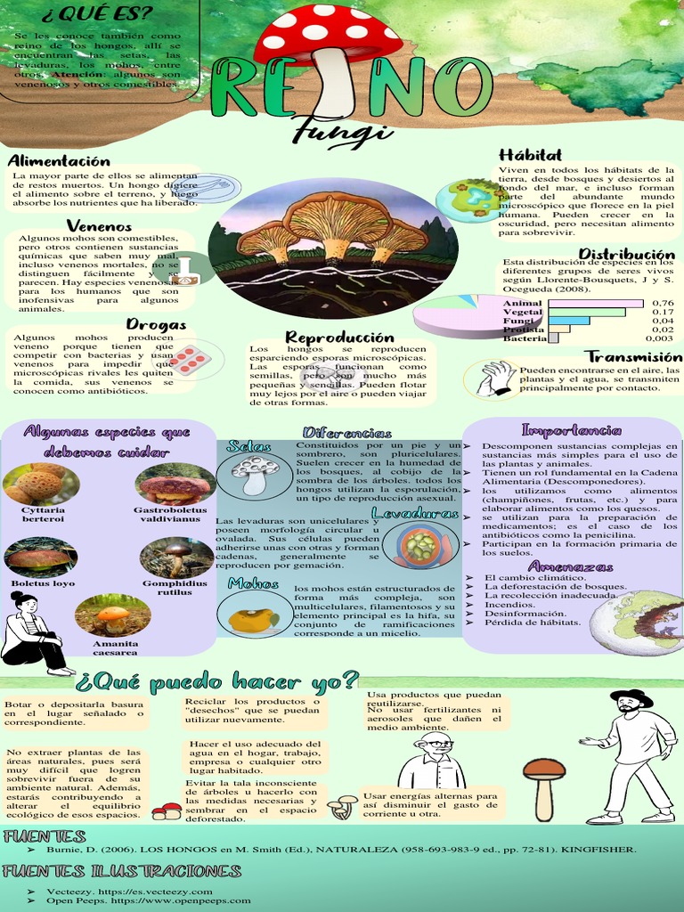 Infografías Reino Fungi | PDF | Hongo | Plantas