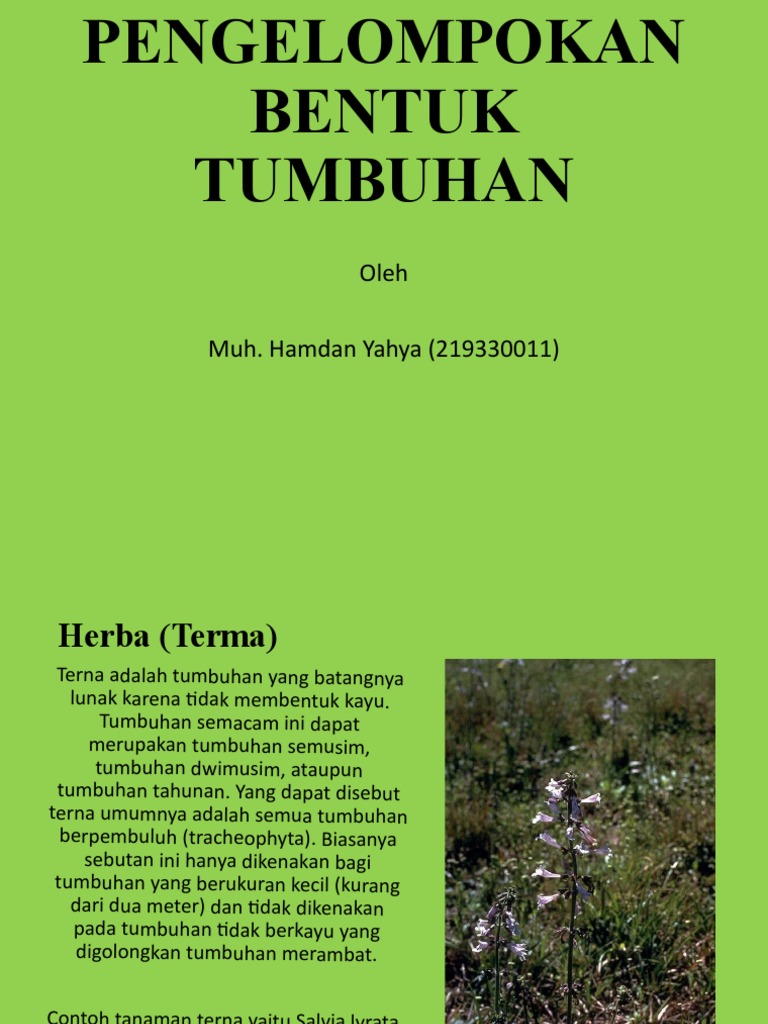 Muh. Hamdan Yahya - Ekologi Tumbuhan - Pengelompokan Bentuk Tumbuhan | PDF
