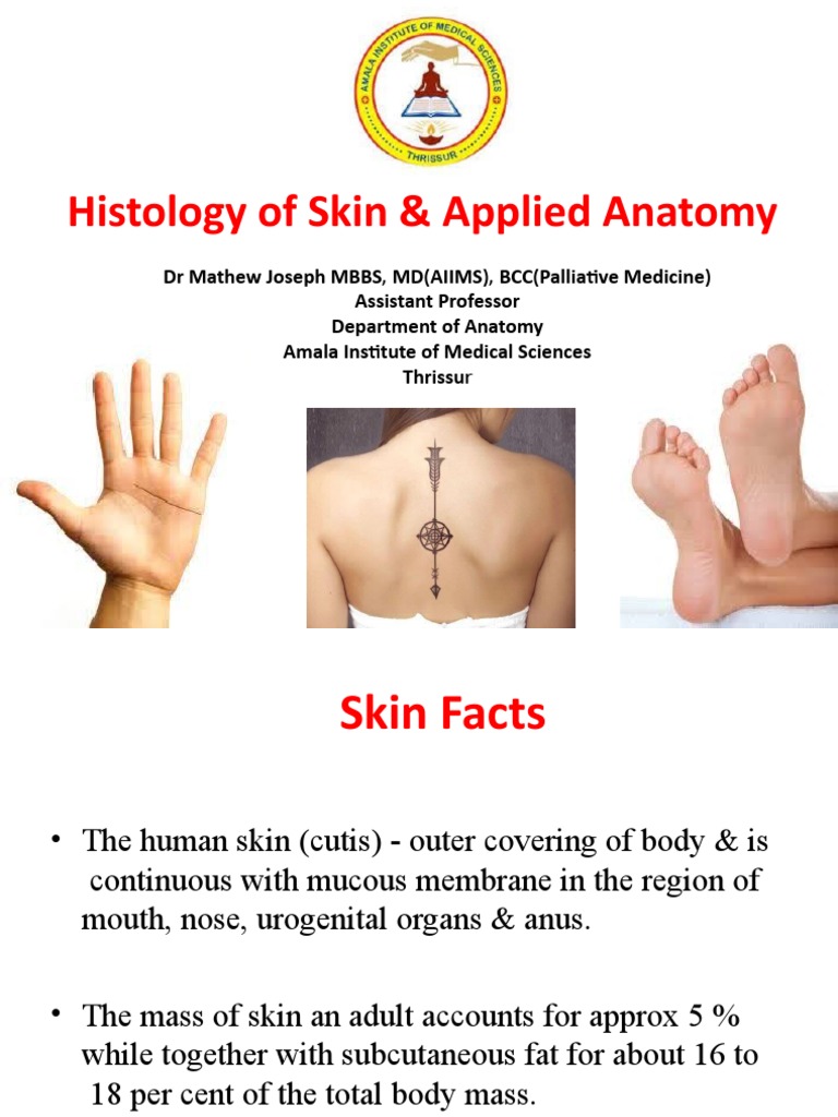 Skin Histology and Anatomy Overview | PDF | Skin | Epidermis