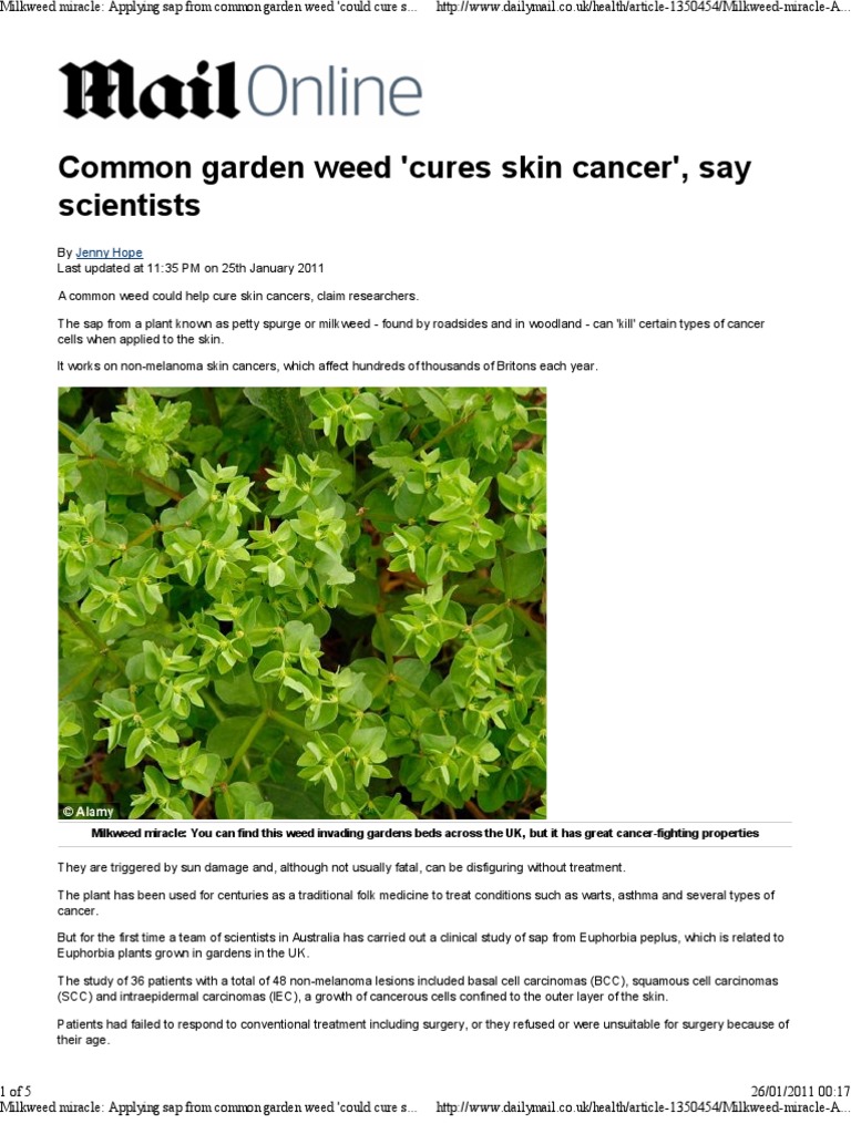 Milkweed Miracle_ Applying Sap From Common Garden Weed 'Could Cure Skin ...