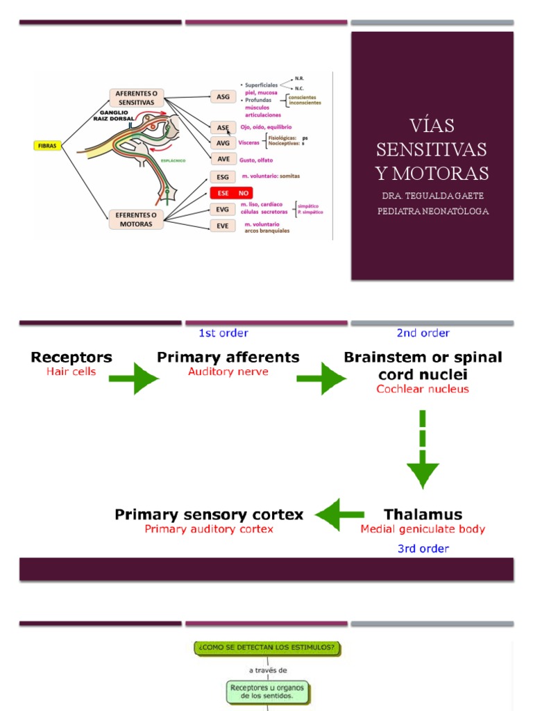 Vías Sensitivas y Motoras Semana 9 | PDF