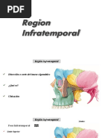 Anatomía de la Región Geniana | PDF | Cabeza y cuello humanos ...