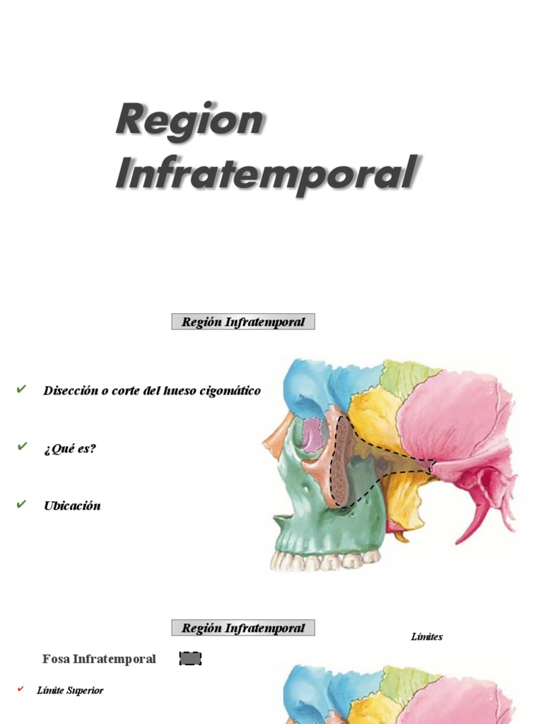 Región Infratemporal | PDF | Sistema esquelético | Anatomía