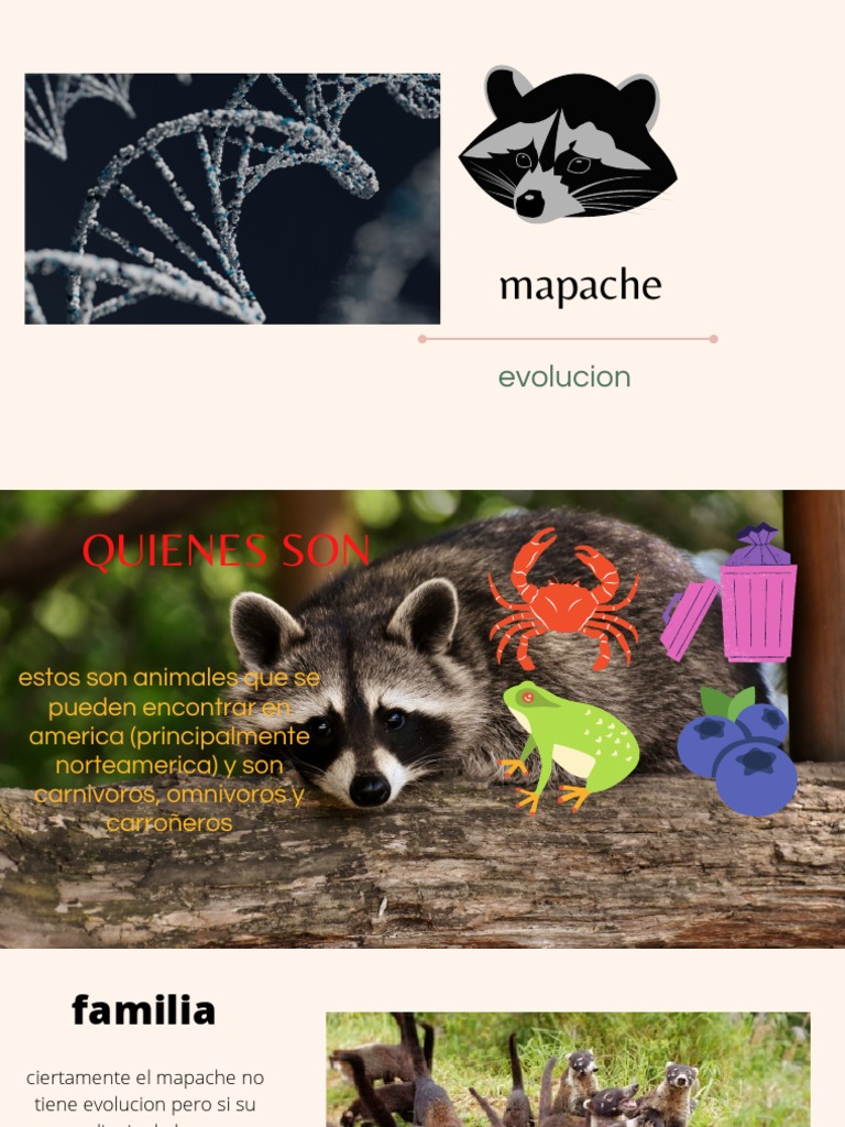 Evolucion Mapaches | PDF