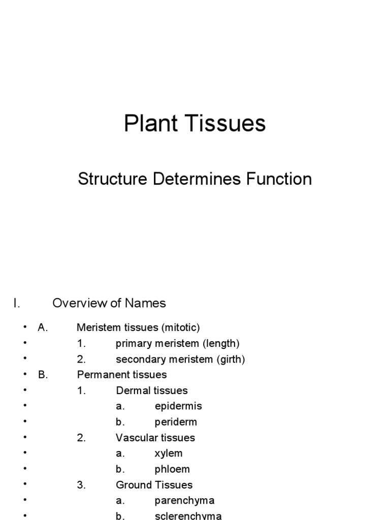 Plant Tissues: Structure Determines Function | PDF
